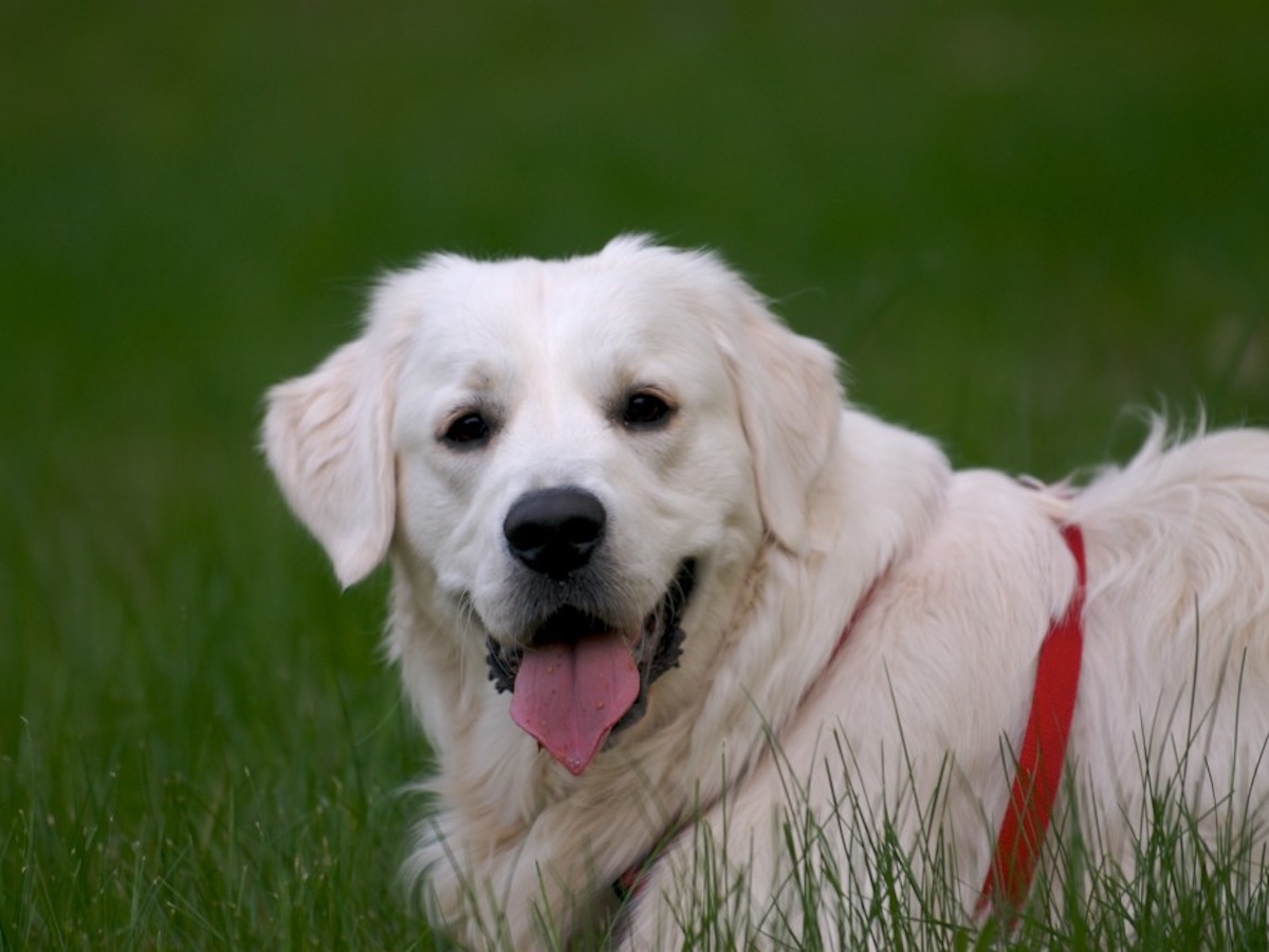 Golden Retriever Branco: Conheça as características e curiosidades ...