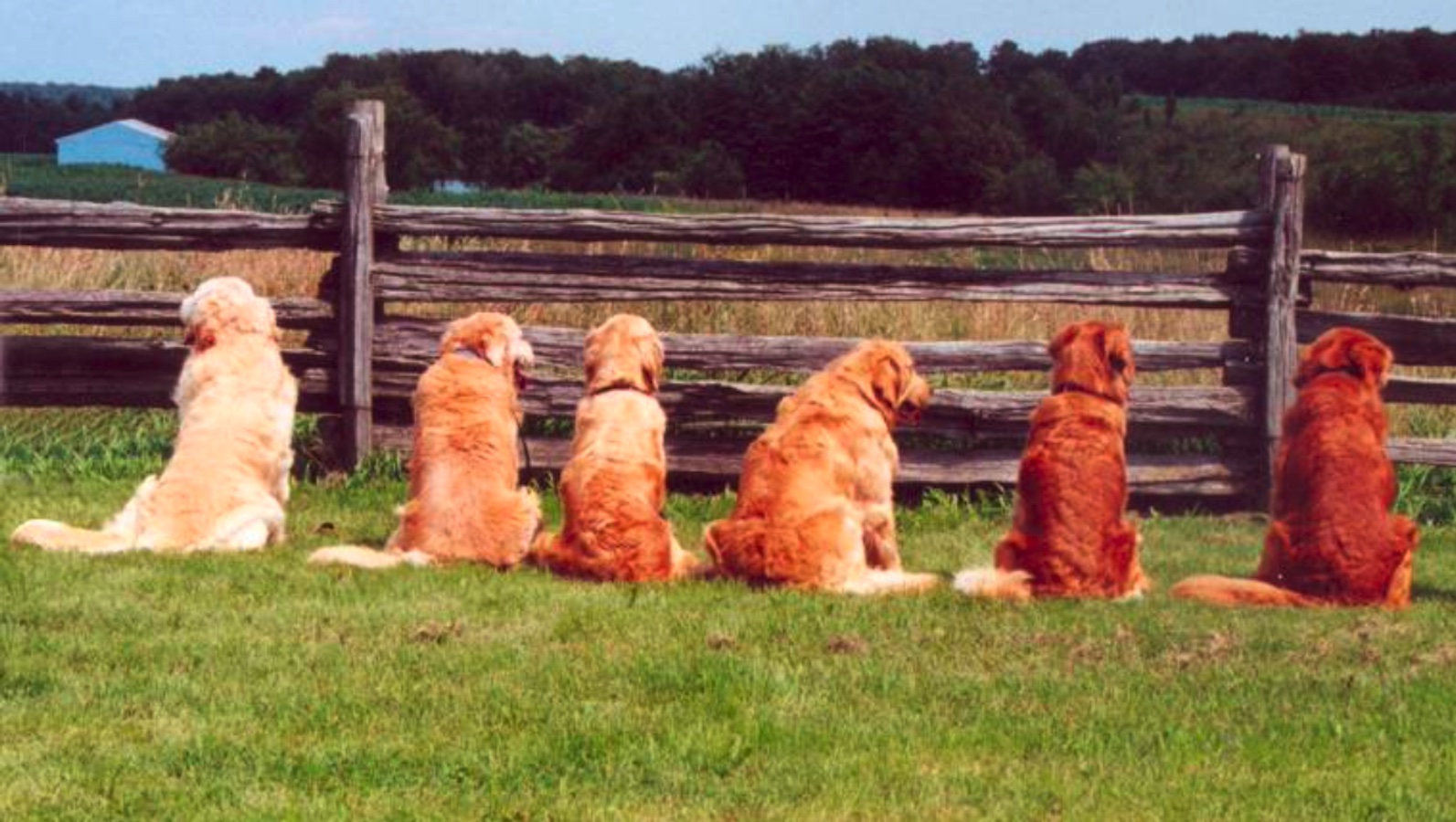Cores do Golden Retriever: conheça os tons da raça - Golden Retriever ...